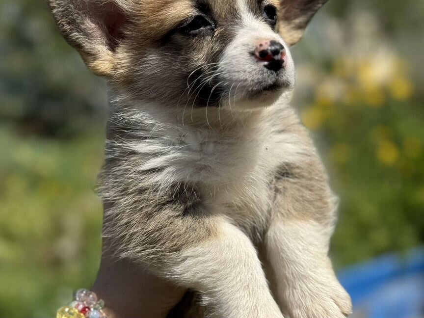 Щенки корги