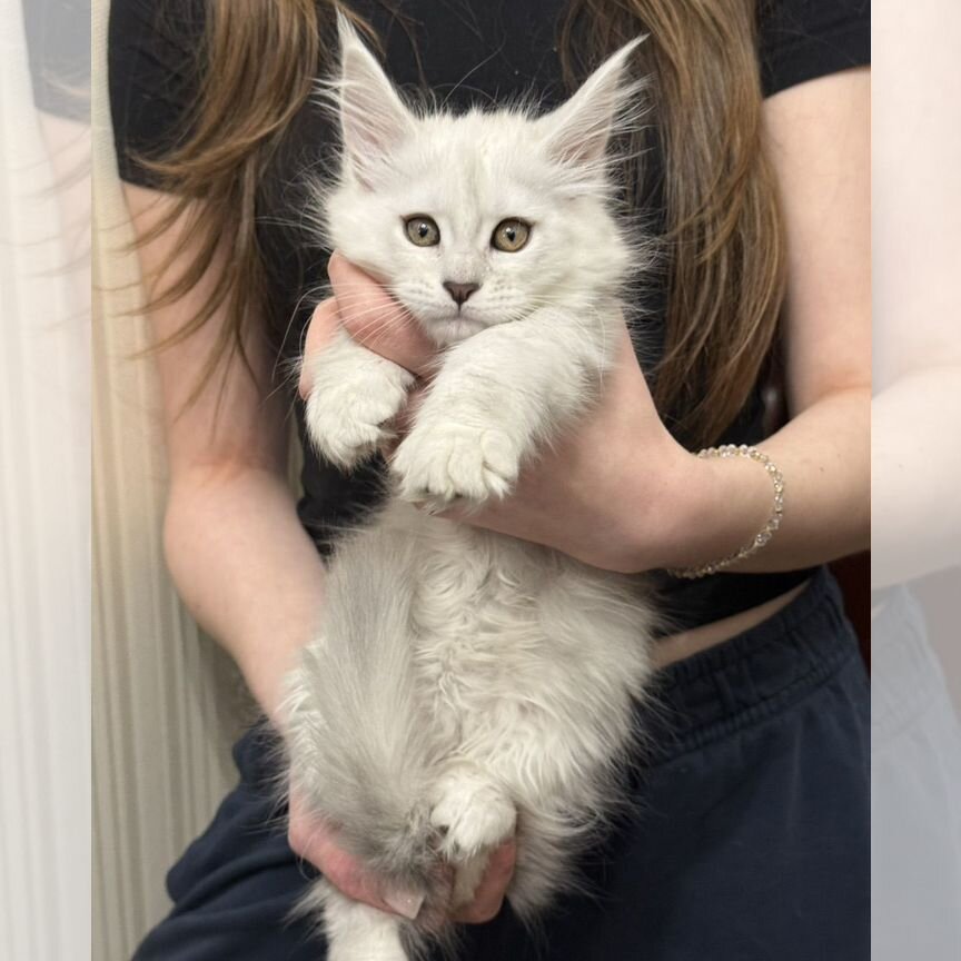 Мейн-кун котёнок