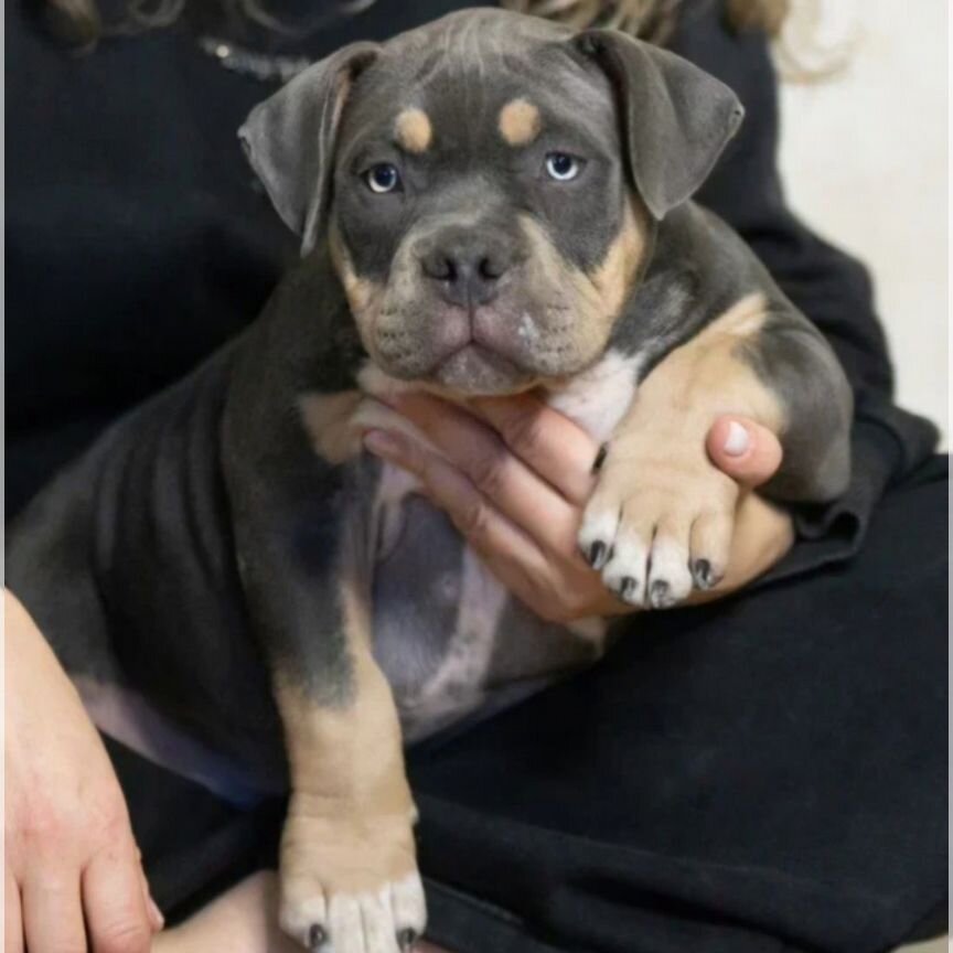 Американский булли, щенок