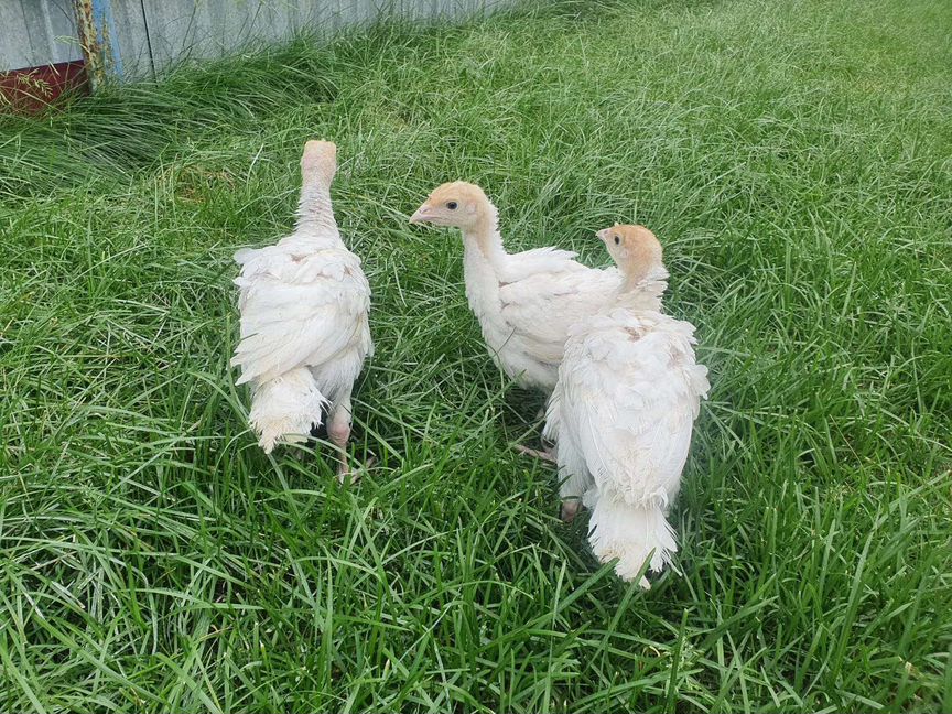 Индюшата биг 6