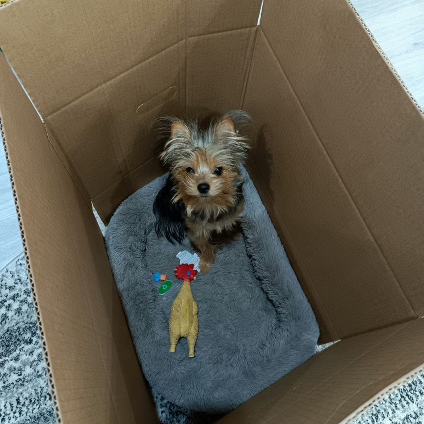 Йоркширский терьер, 1 год