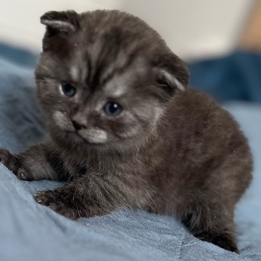 Шотландский вислоухий короткошёрстный котёнок