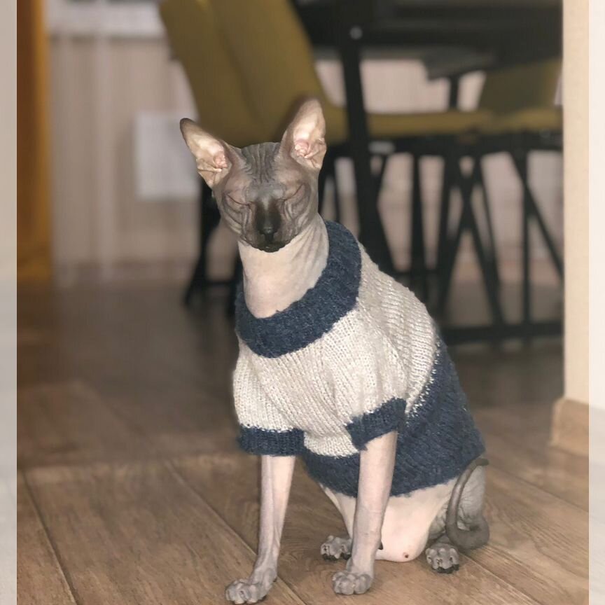 Канадский сфинкс, взрослый кот