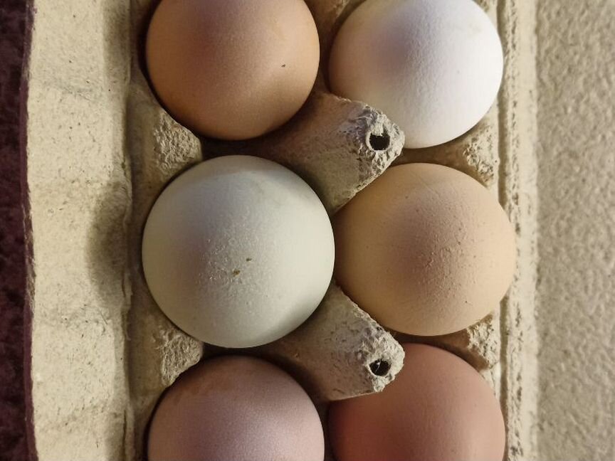 Яйца на инкубацию