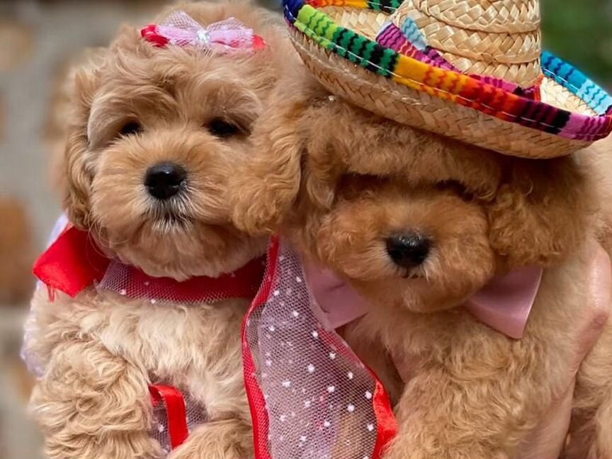 Тэдди Мальтипу от Maltipoo Exclusive