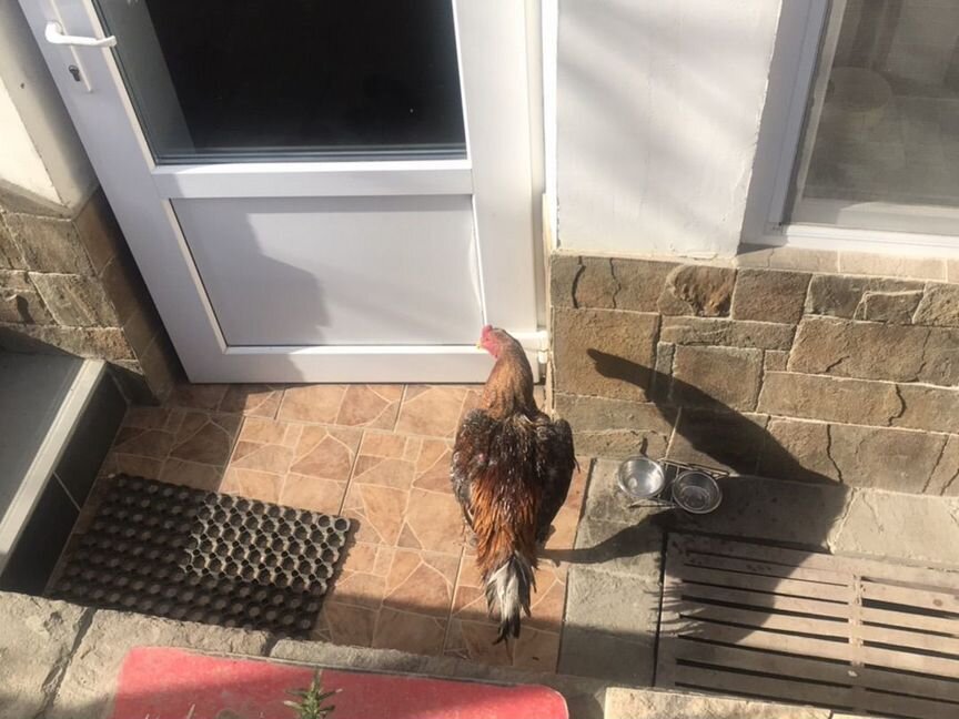 Петухи шамо