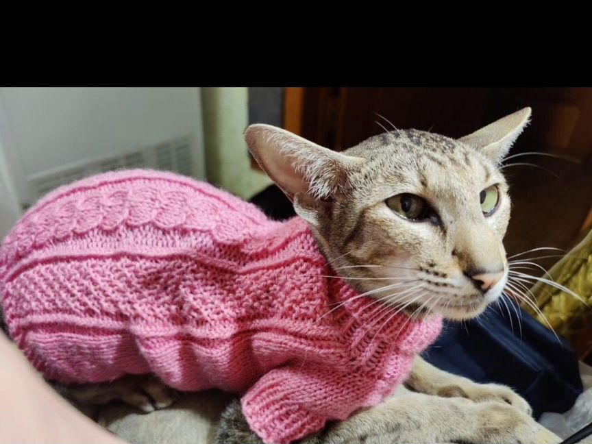 Свитер для кошечки/собачки