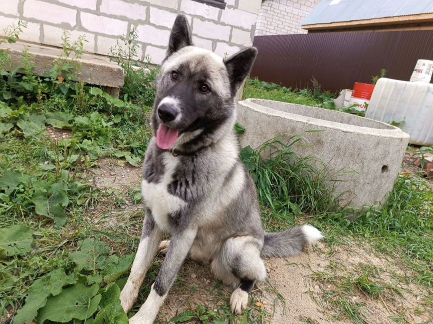 Собака в добрые руки