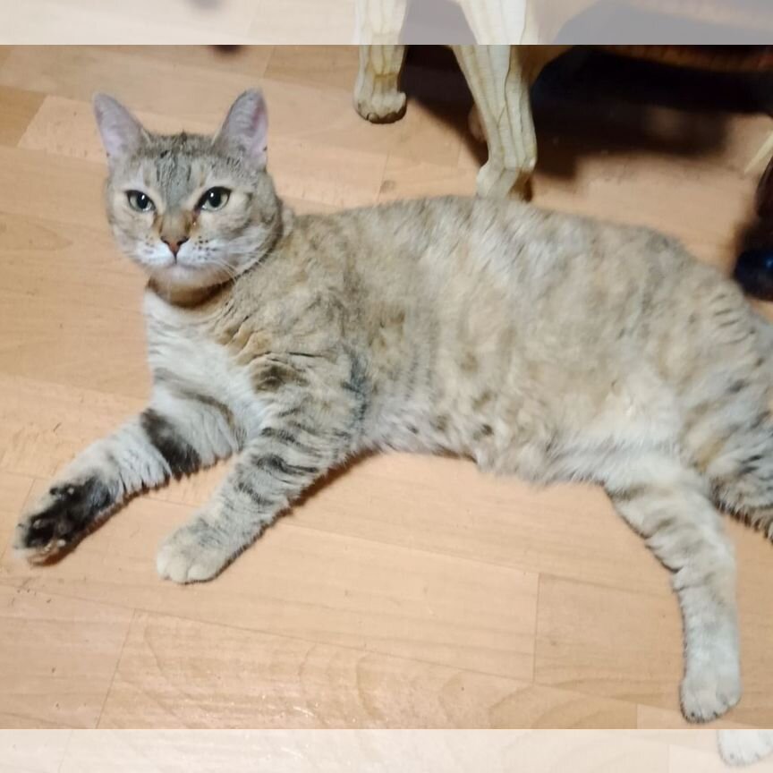 Кошечка Рада