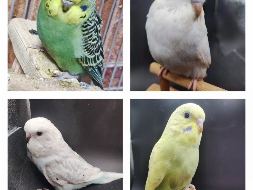 Волнистый попугай, получех самка