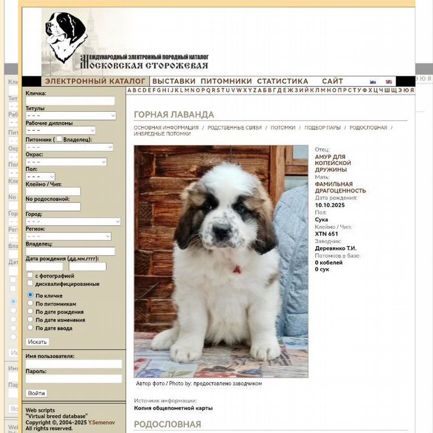 Московская сторожевая, щенок