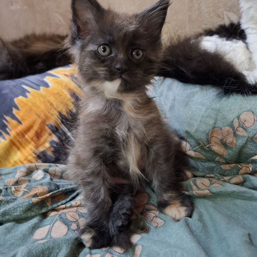 Девочка мейн-кун черепашка