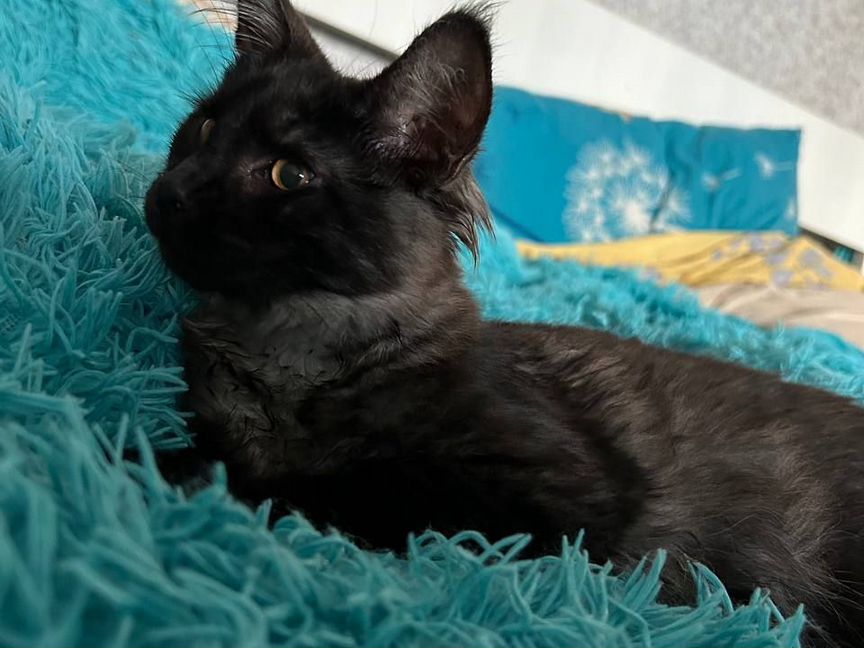 Мейн-кун котëнок