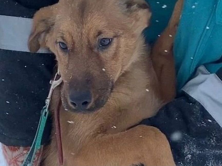 Лучик солнышка в добрые руки