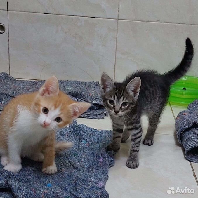 Классные котята ищут дом