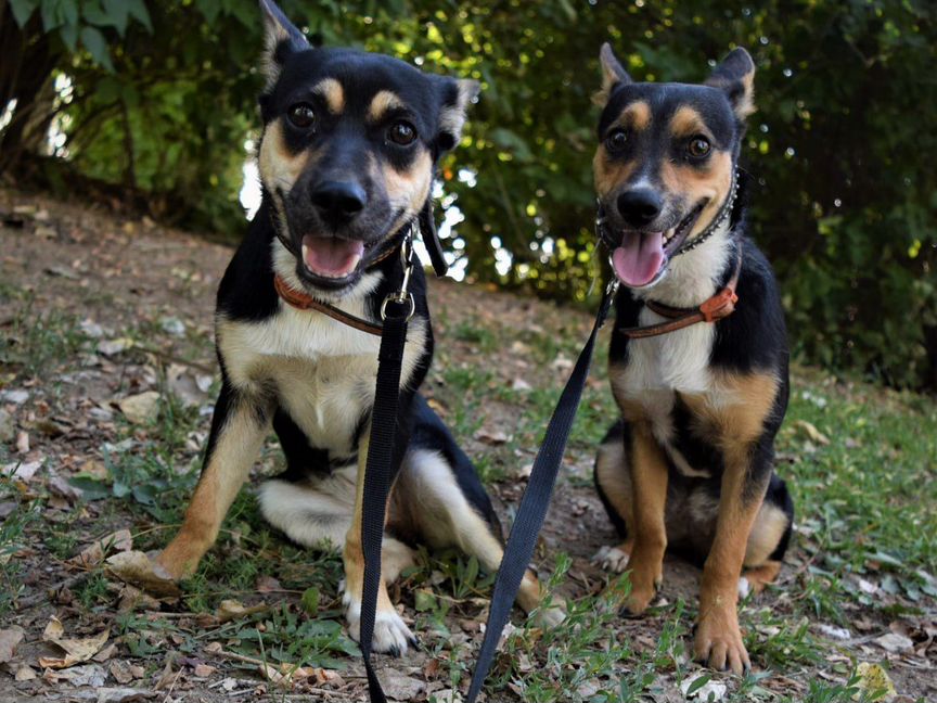 Маленькая собака