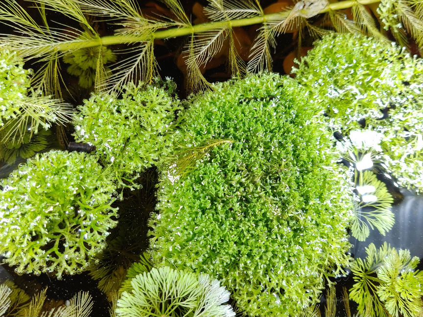 Мох аквариумный. Риччия. Растения