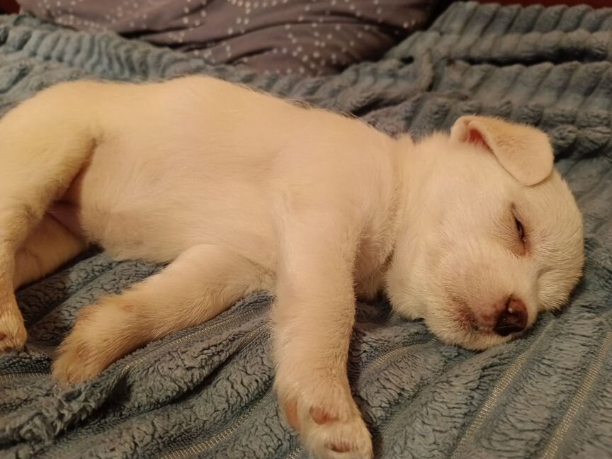 Щенки чихуахуа девочки гладкошерстная