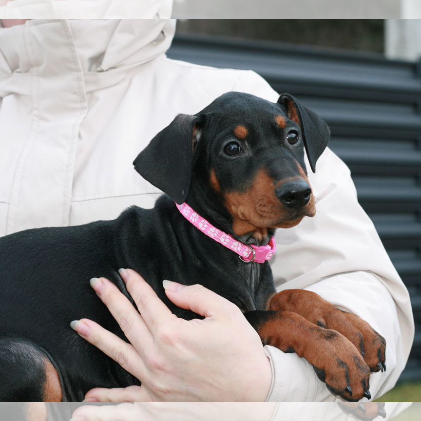 Немецкий пинчер, щенок