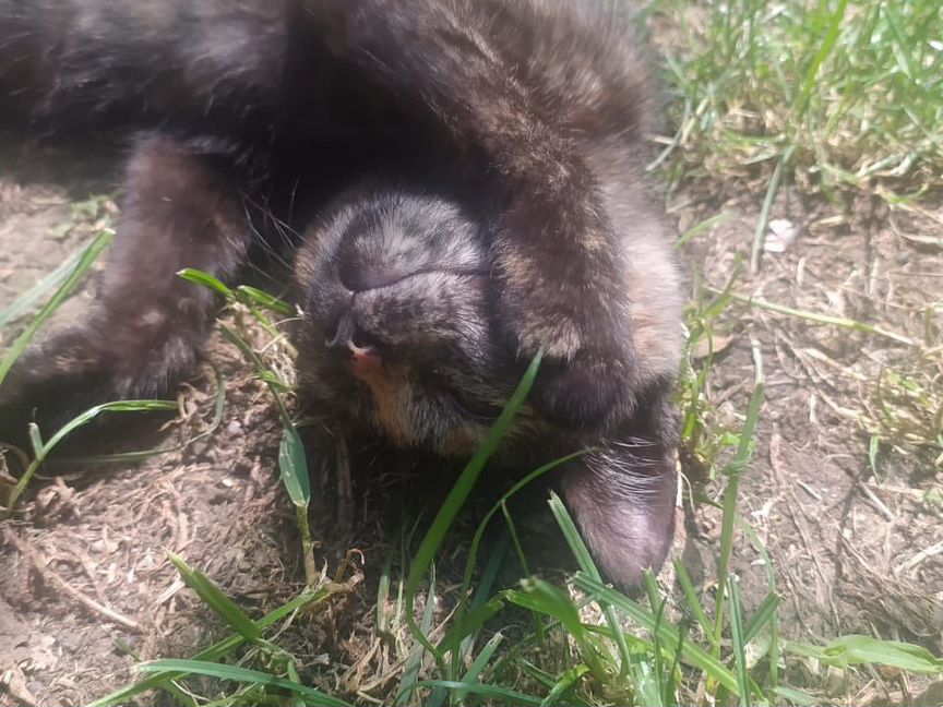 Кошечка