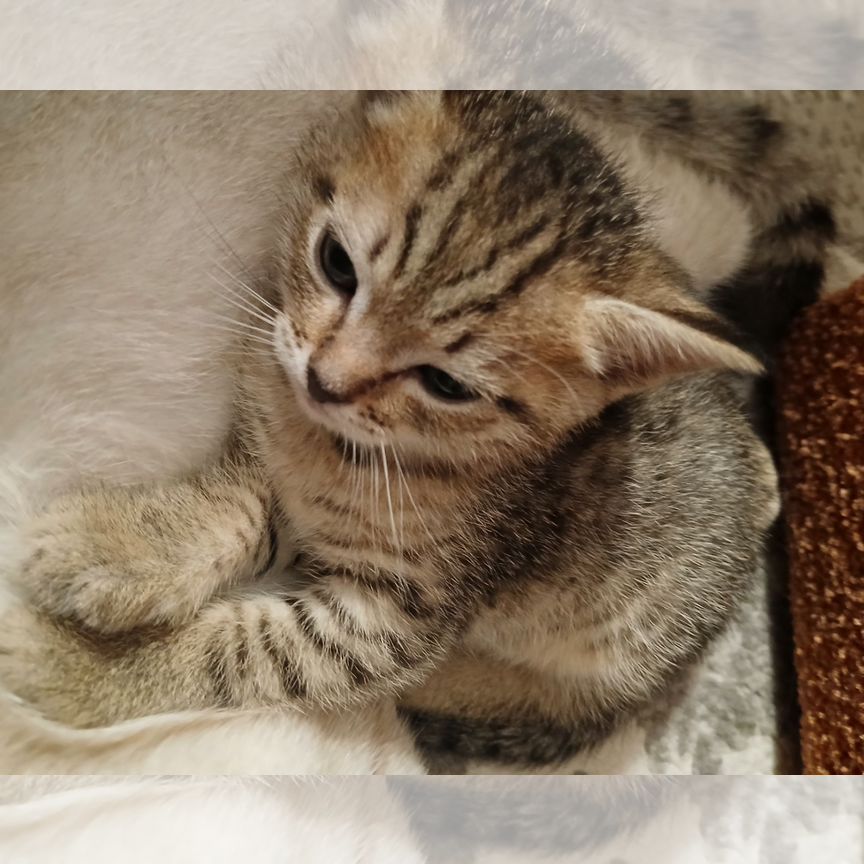 Котёнок