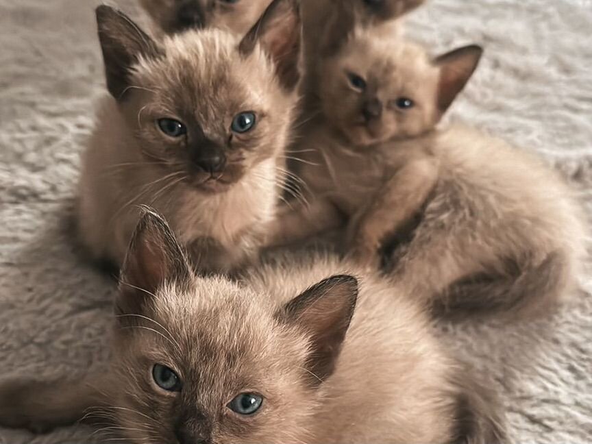 Бурманские котята