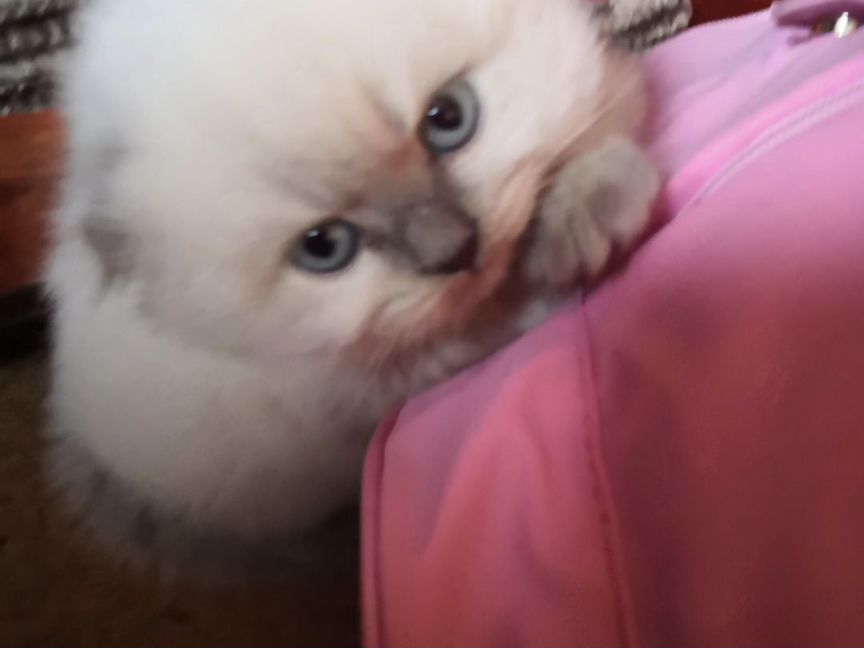 Шотландские котята подарок на 8 марта