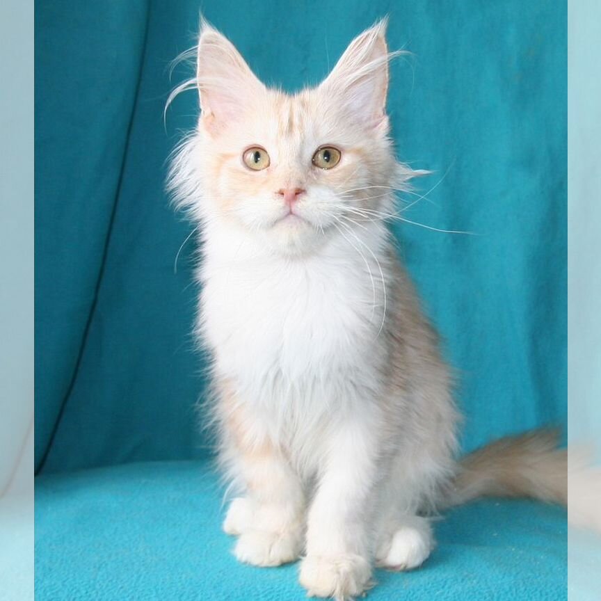 Мейн-кун котёнок