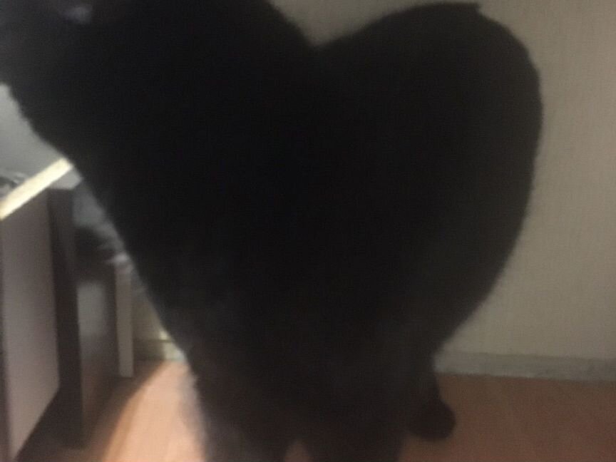 Отдам в добрые руки кошку