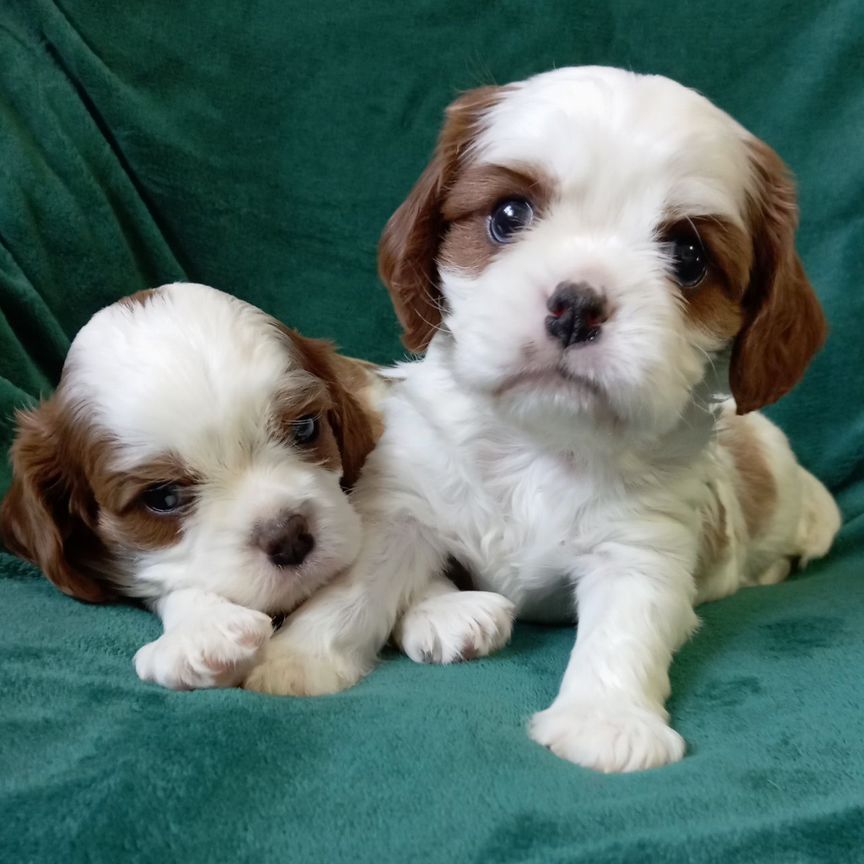Кавалер кинг-чарльз-спаниель, щенок