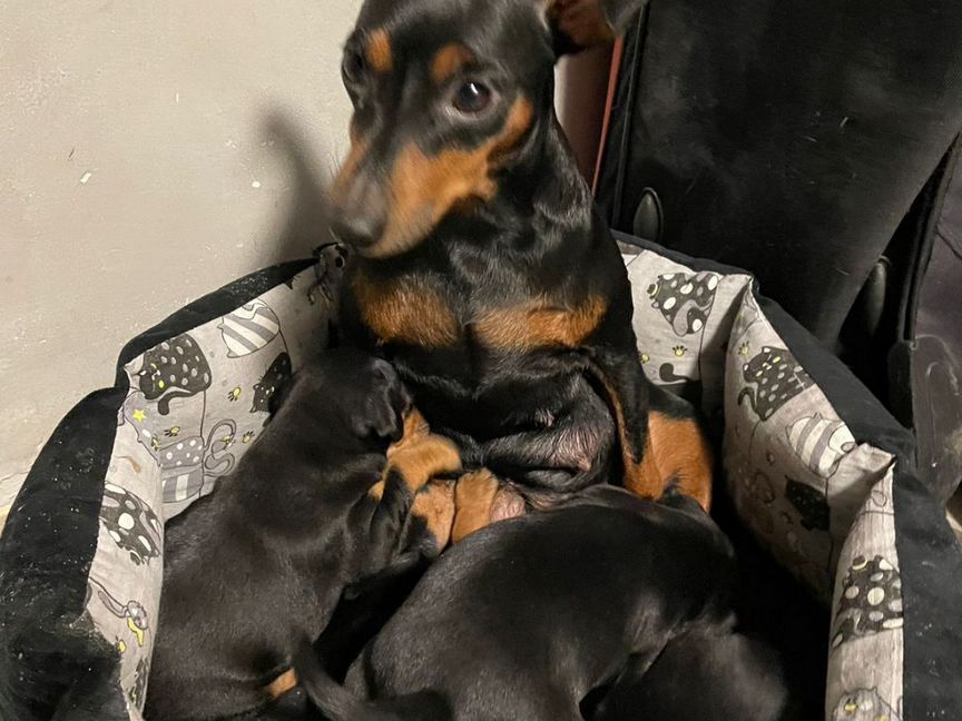 Щенки цвергпинчера