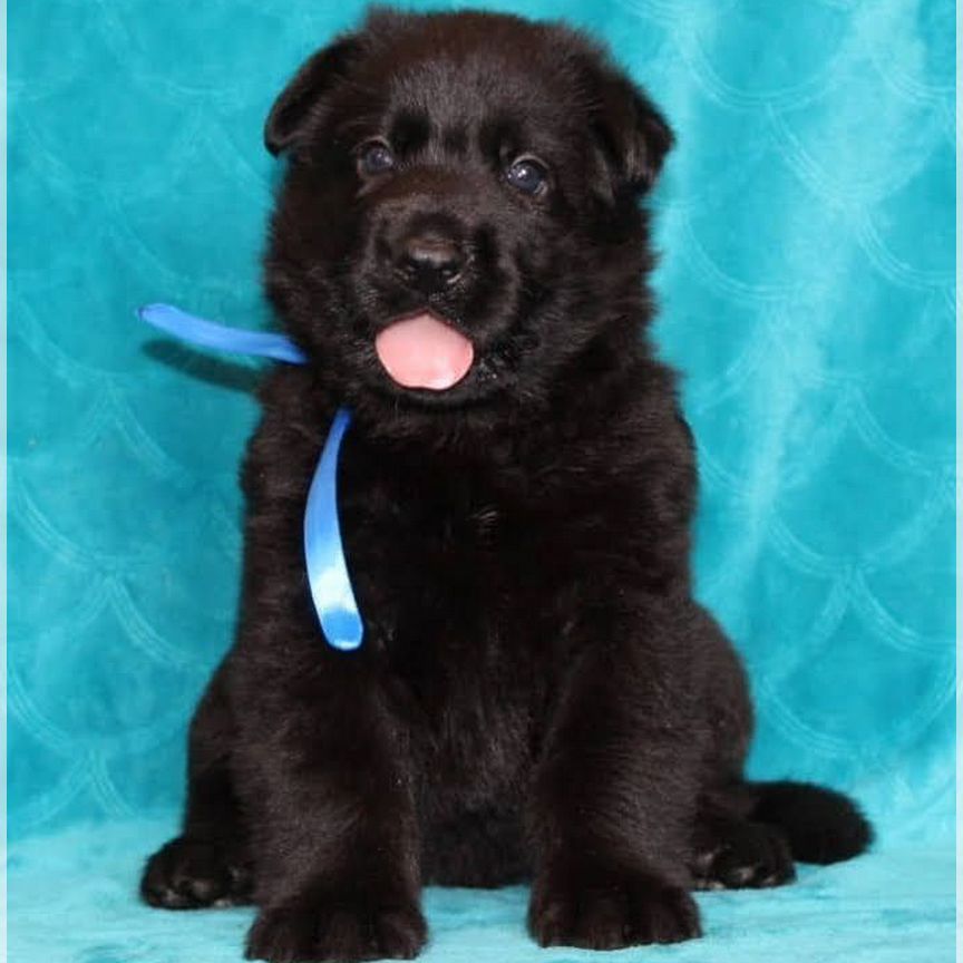 Восточноевропейская овчарка, щенок