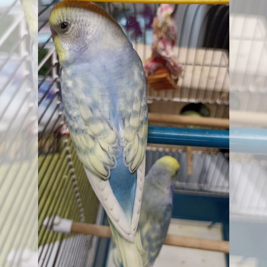 Птенцы волнистых попугаев