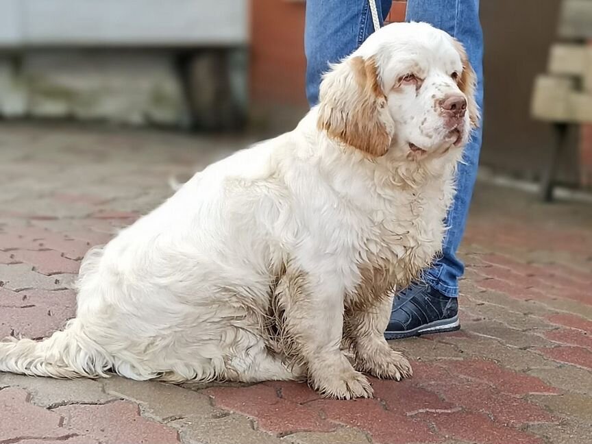 Саймон Кламбер спаниель