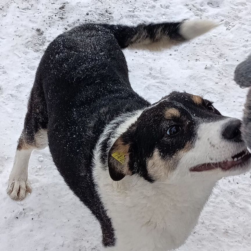 Щенок в добрые руки