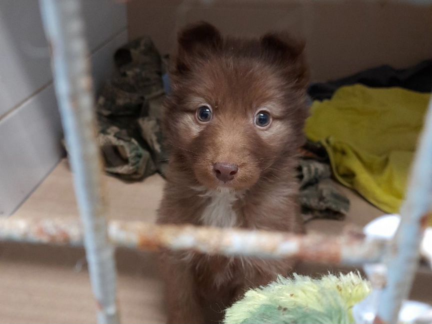 Успевайте, кто любит шоколад