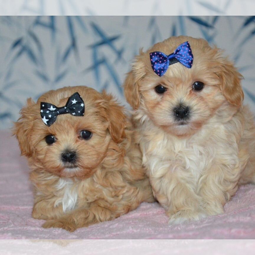 Мальтипу, щенок