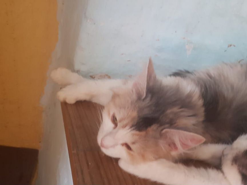 Кошечка Ласка ищет дом