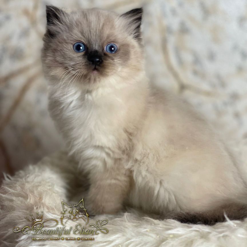 Девочка рэгдолл