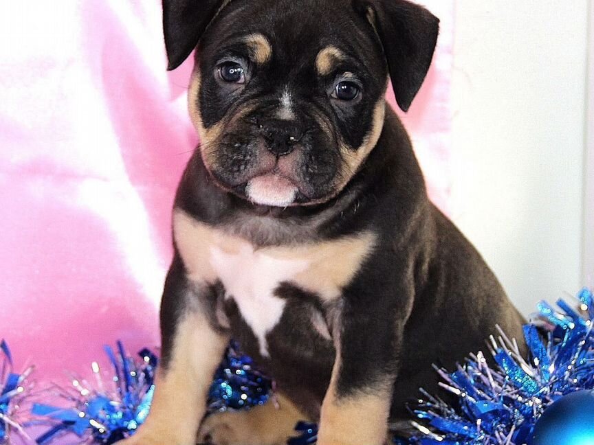 Американский булли покет