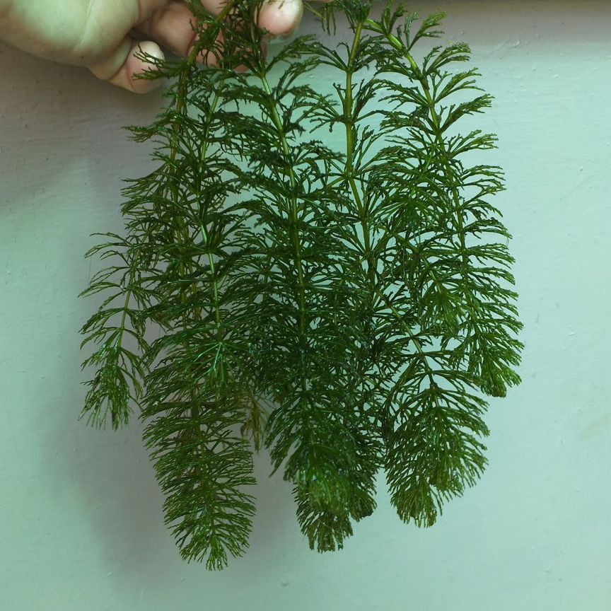 Роголистник для аквариума