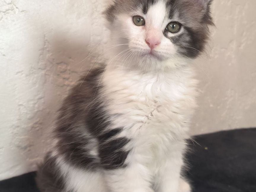 Мейн-кун котёнок девочка биколор