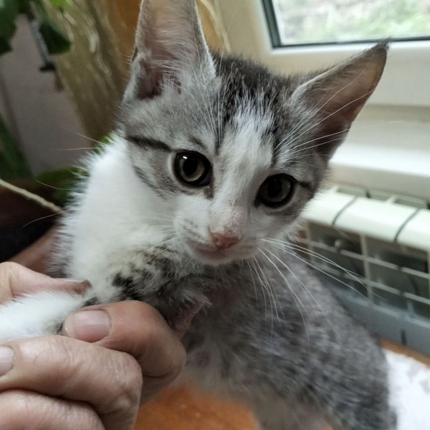 Котёнок в добрые руки