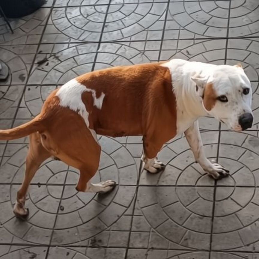 Американский стаффордширский терьер, взрослый пёс