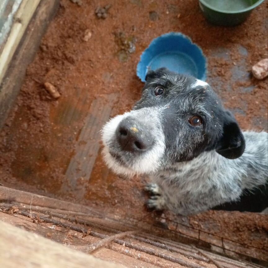 Собака в отлове