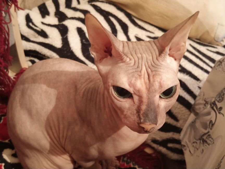 Донской сфинкс