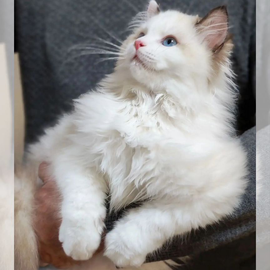 Рэгдолл котёнок