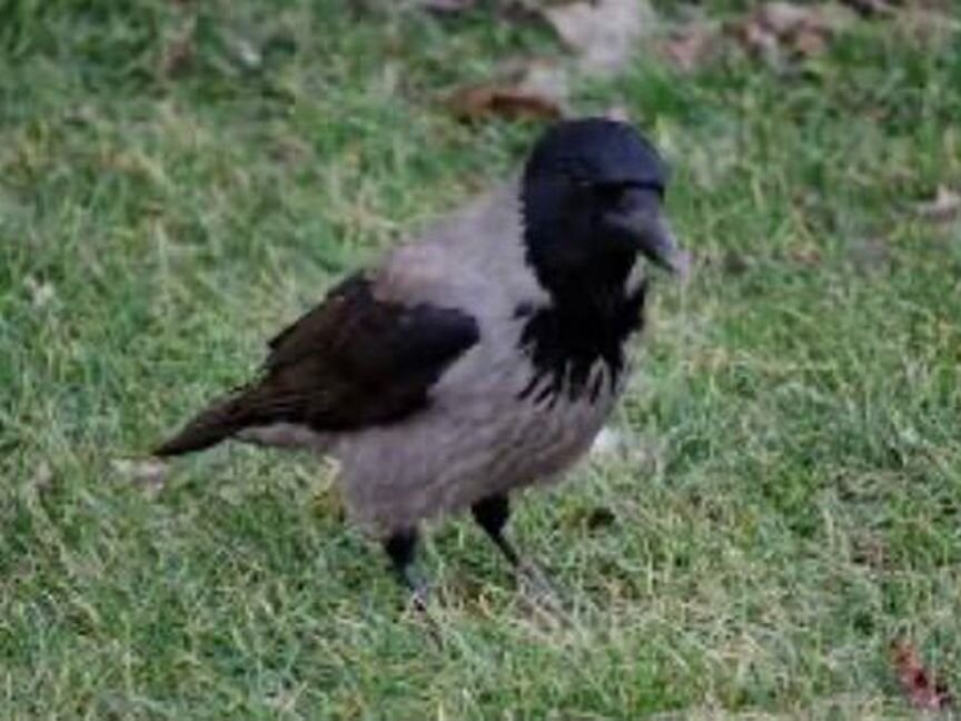 Ворона (птенец)