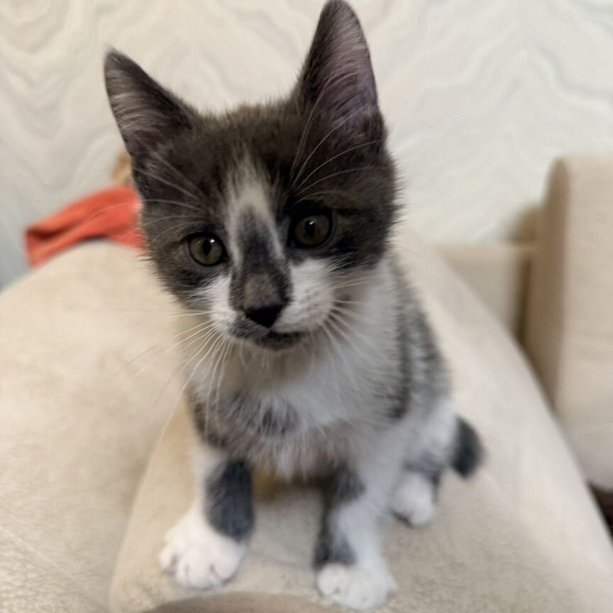 Котёнок в добрые руки