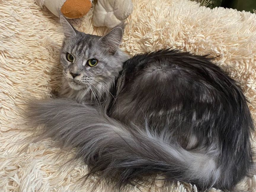 Кошечка Мейн кун в хорошие руки